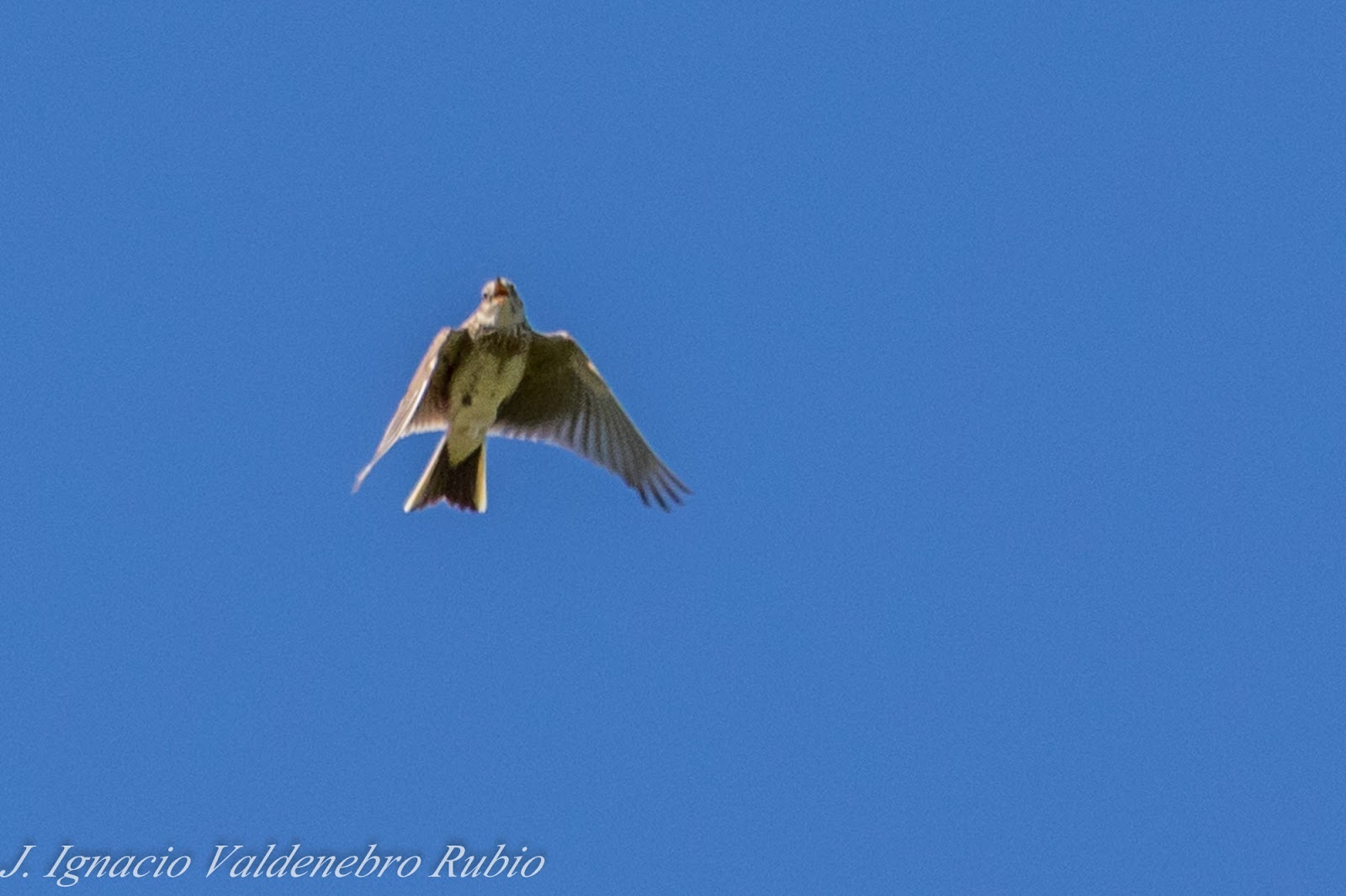 DocNatureBlog: El ave que no para de cantar en sus increíbles ascensos ...