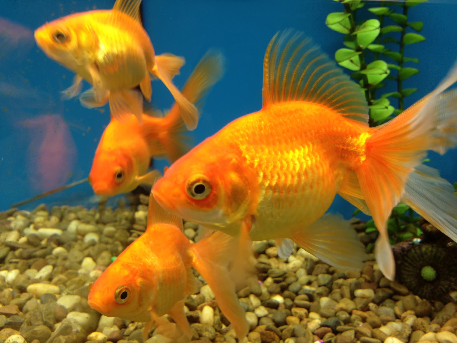 The Helpful Art Teacher: Rhythmic Line Designs And Patterns