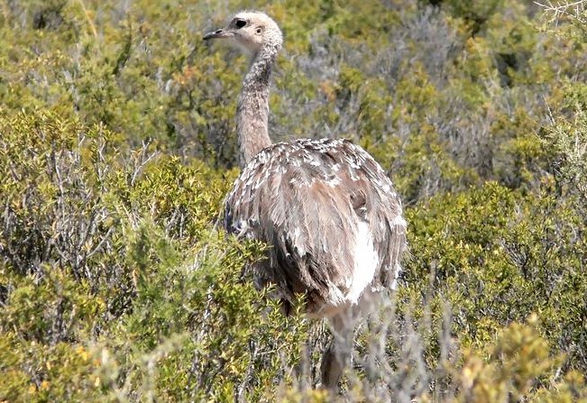 Flora y Fauna Patagónica: Fauna Patagónica... CHOIQUE o ÑANDÚ PETIZO