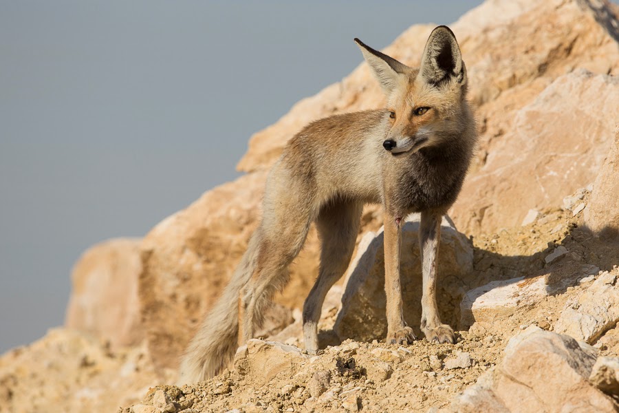 Birds of Saudi Arabia: Arabian Red Fox – Dhahran Hills