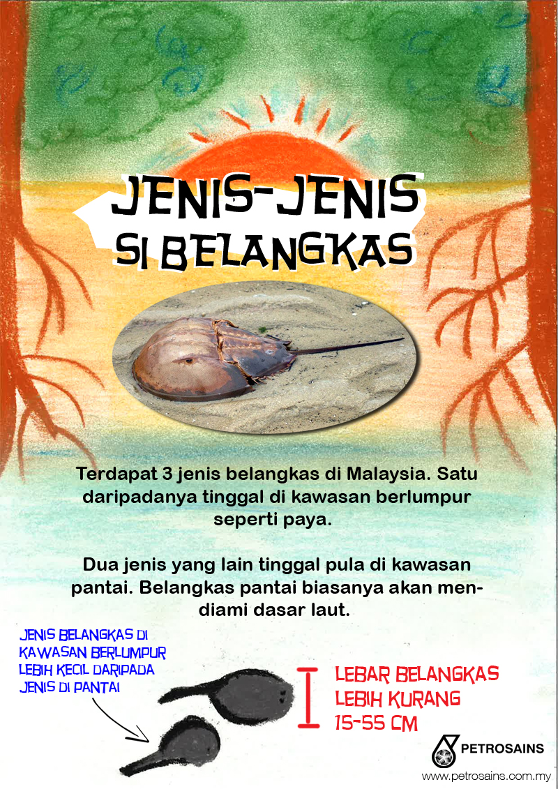Creating Wonder - the Petrosains Blog: Jenis-jenis Belangkas! 3/8