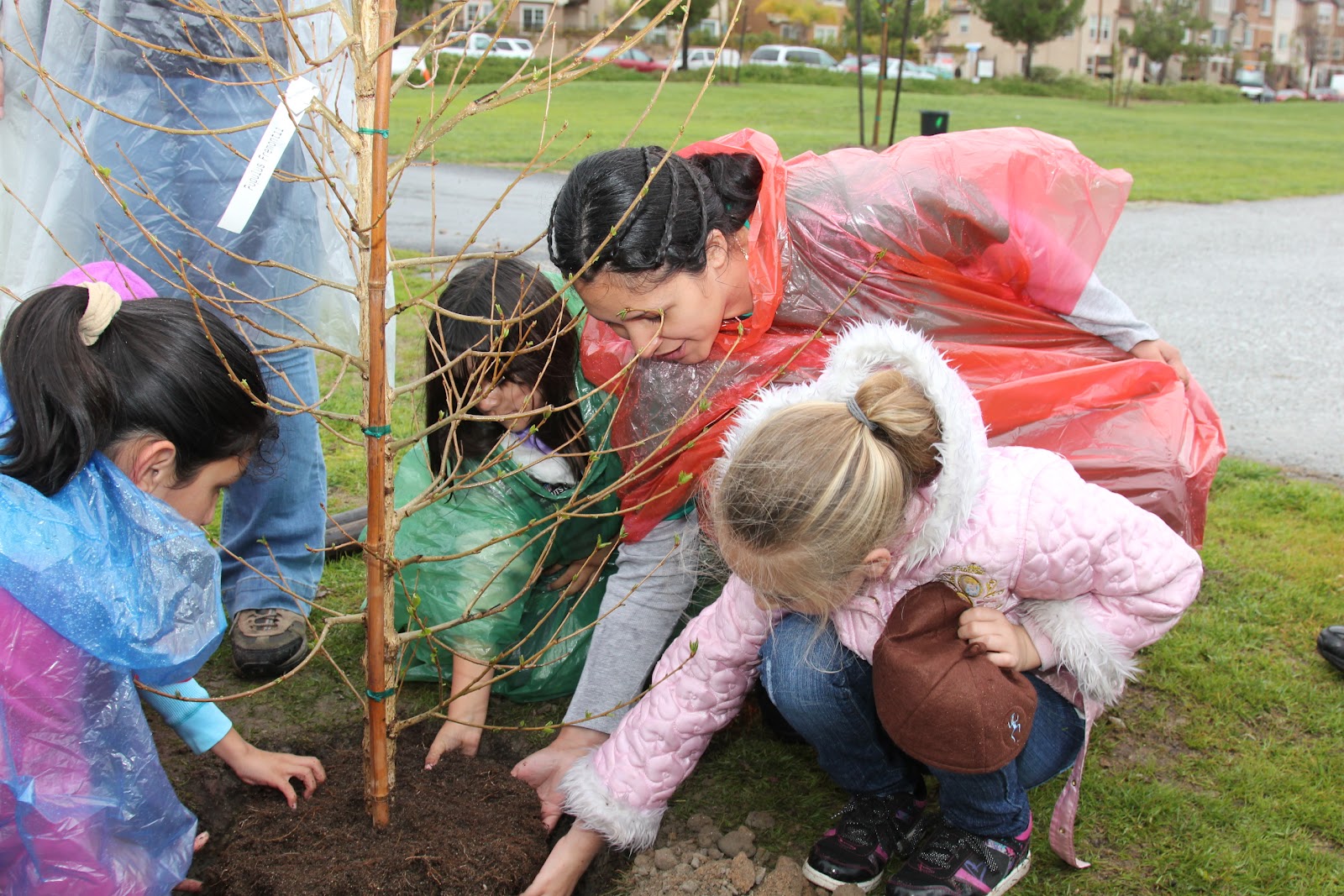 Santee Review: Beat the Heat- Plant a Tree