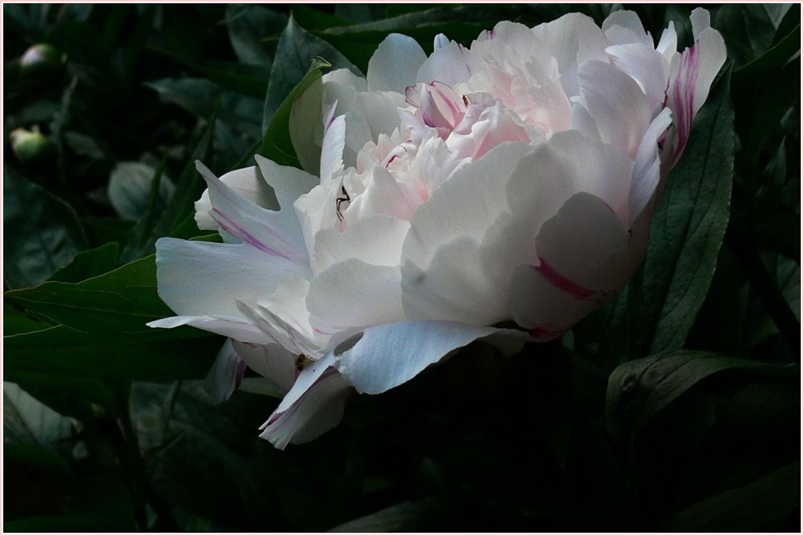 The Vermont Gardener: August Peony Reminder