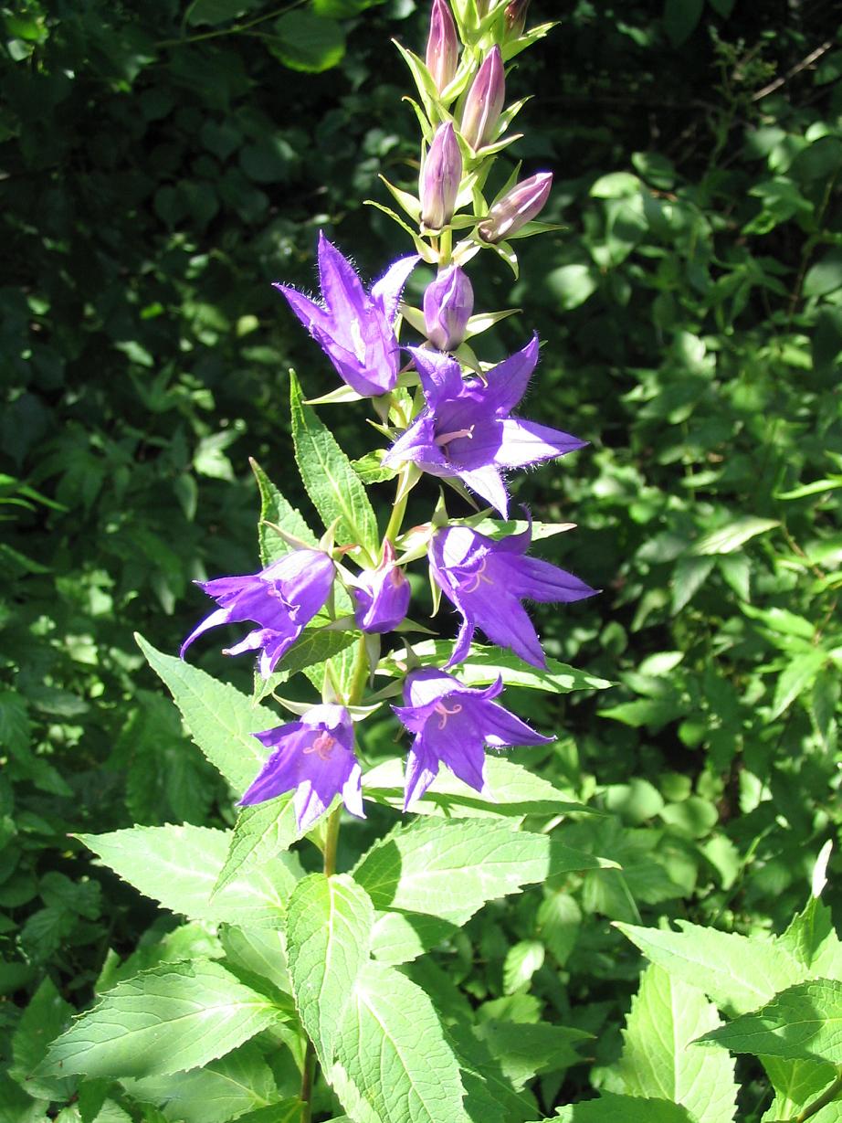 Volker's Photo Blog: Wide-leafed or Giant Bellflower