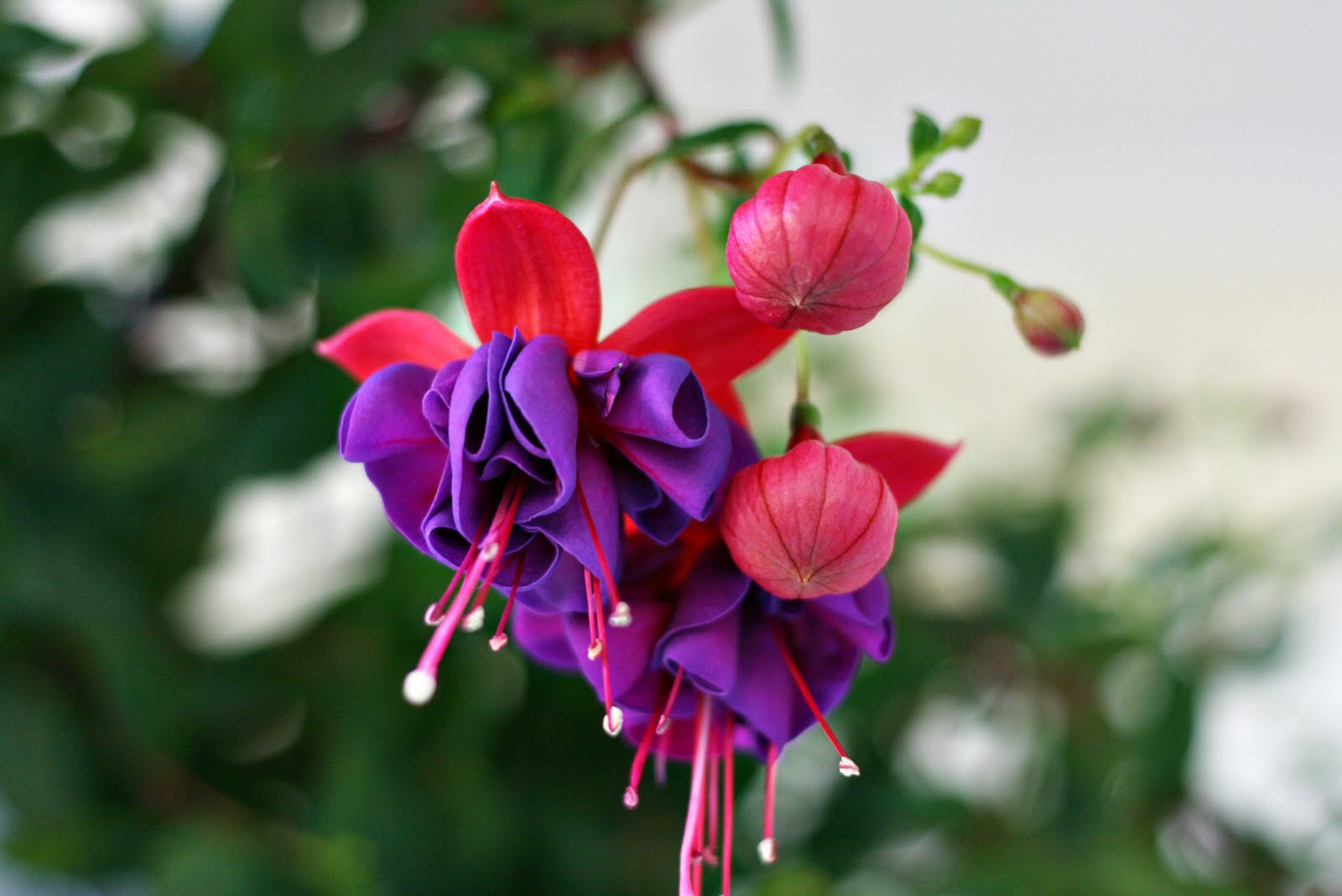 pass the pineapple: alice in wonderland plant