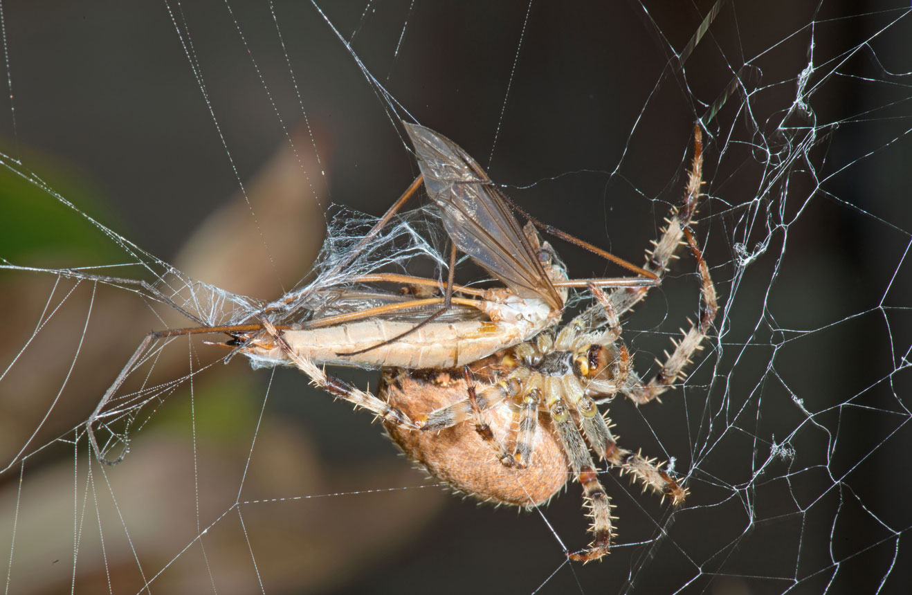Studio Kwaak: Kruisspin (Araneus diadematus)