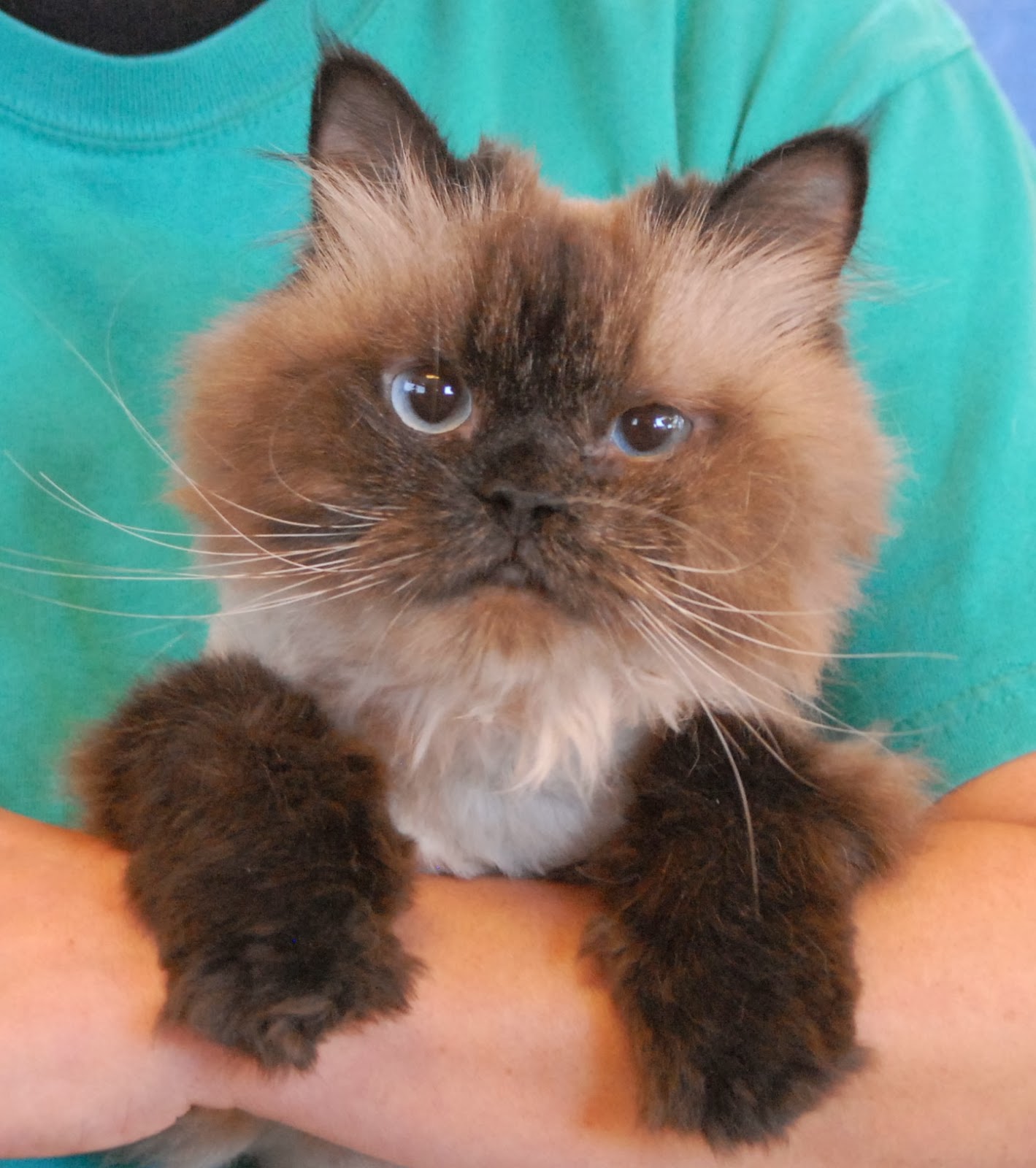 Baby, a petite Himalayan who longs to feel adored.