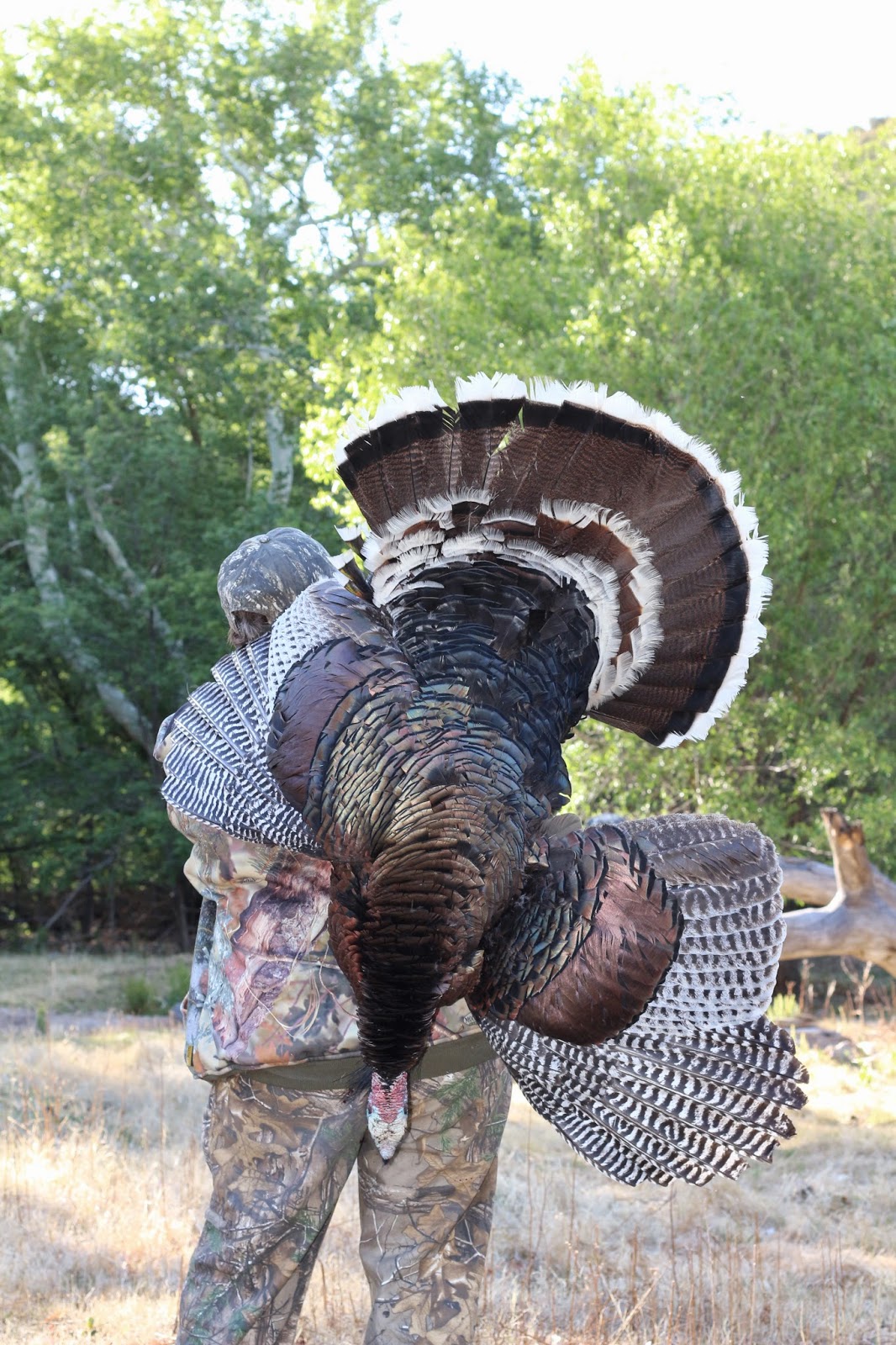 Goulds Turkey Hunt: 2014 Mexico Gould's Turkey Hunt-Peg and TJ Joiner