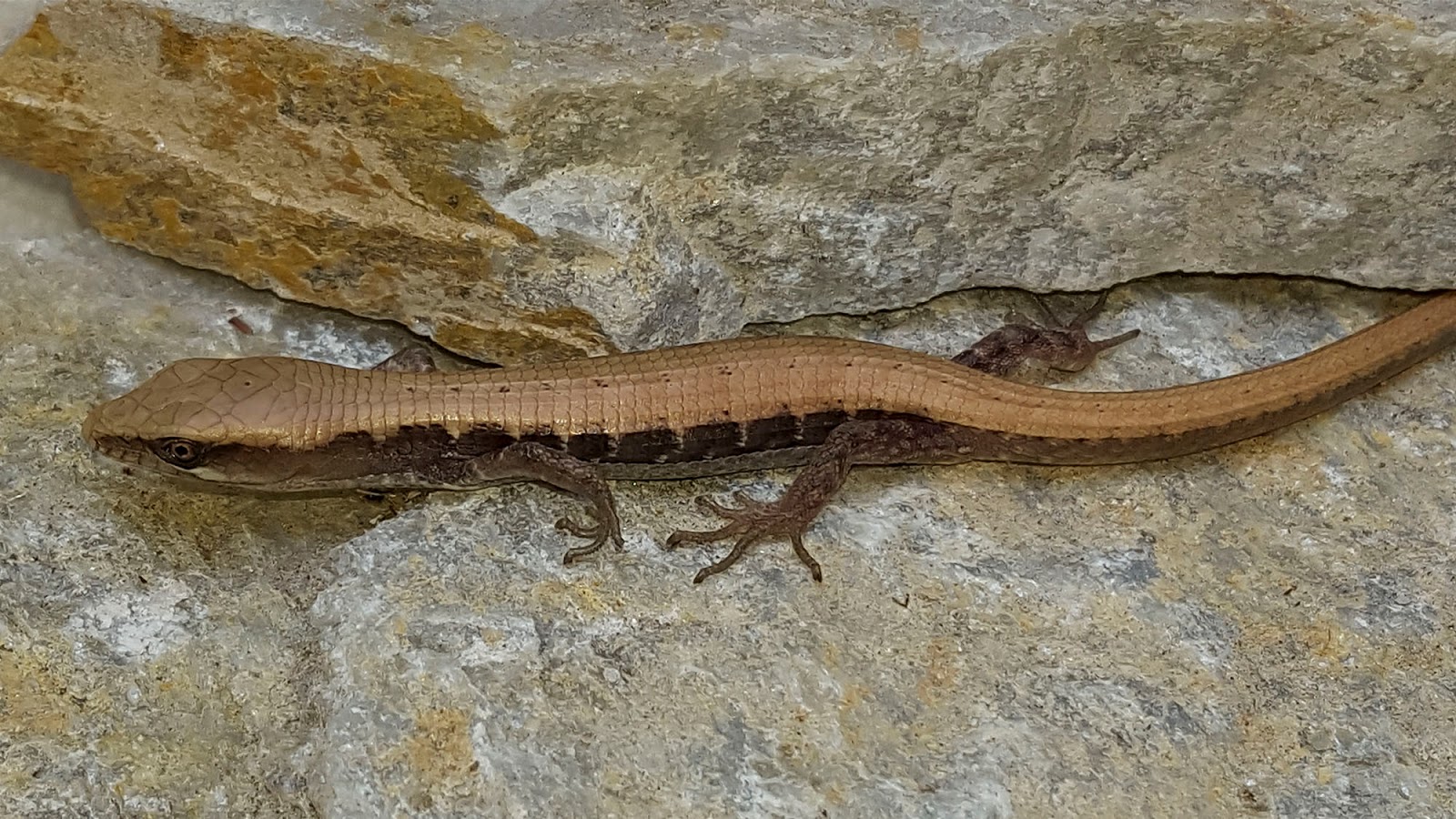 Southern Alligator Lizard ~ Rocklin Wildlife