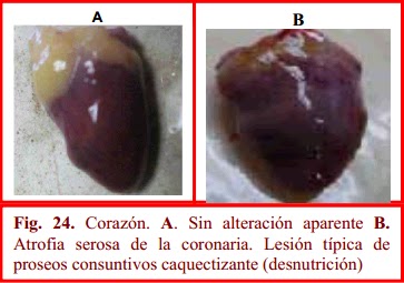 NECROPSIA, TOMA DE MUESTRA EN AVES: PROCEDIMIENTO PARA LA NECROPSIA