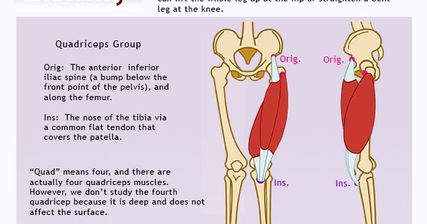 Drawsh: The Quadriceps Group
