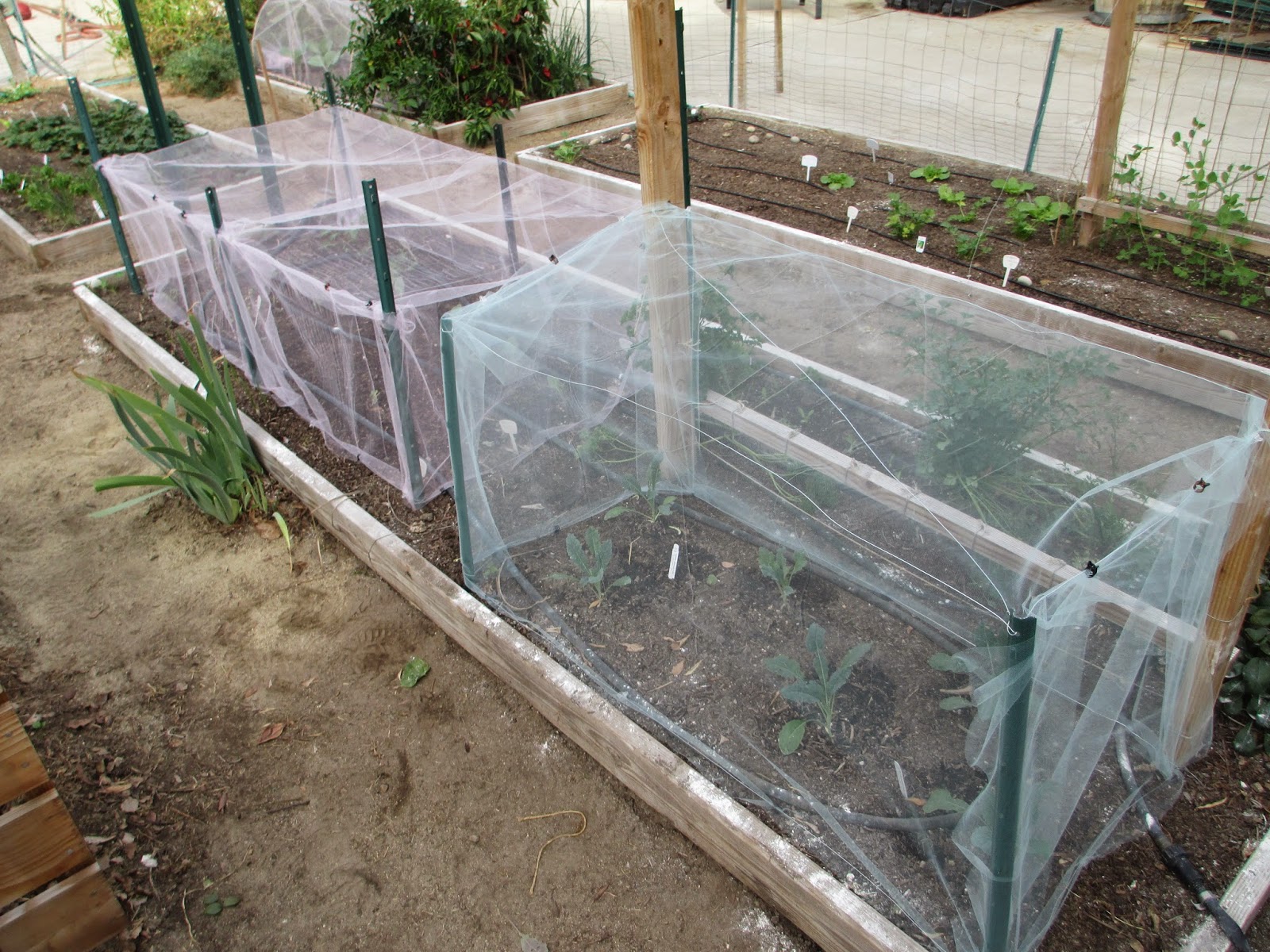 Andie's Way: Making Bigger Cabbage Row Covers