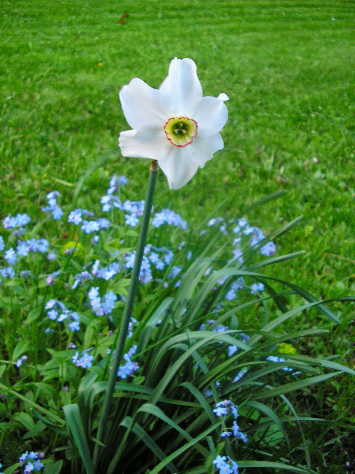 MaastikuehituseABC: Poeedinartsiss Narcissus poeticus