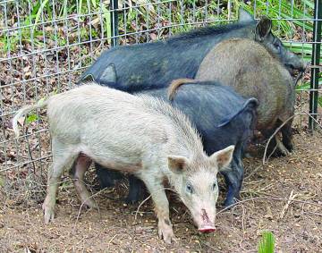 Winston County Natural Resources Council: Media Reports on Feral Swine ...