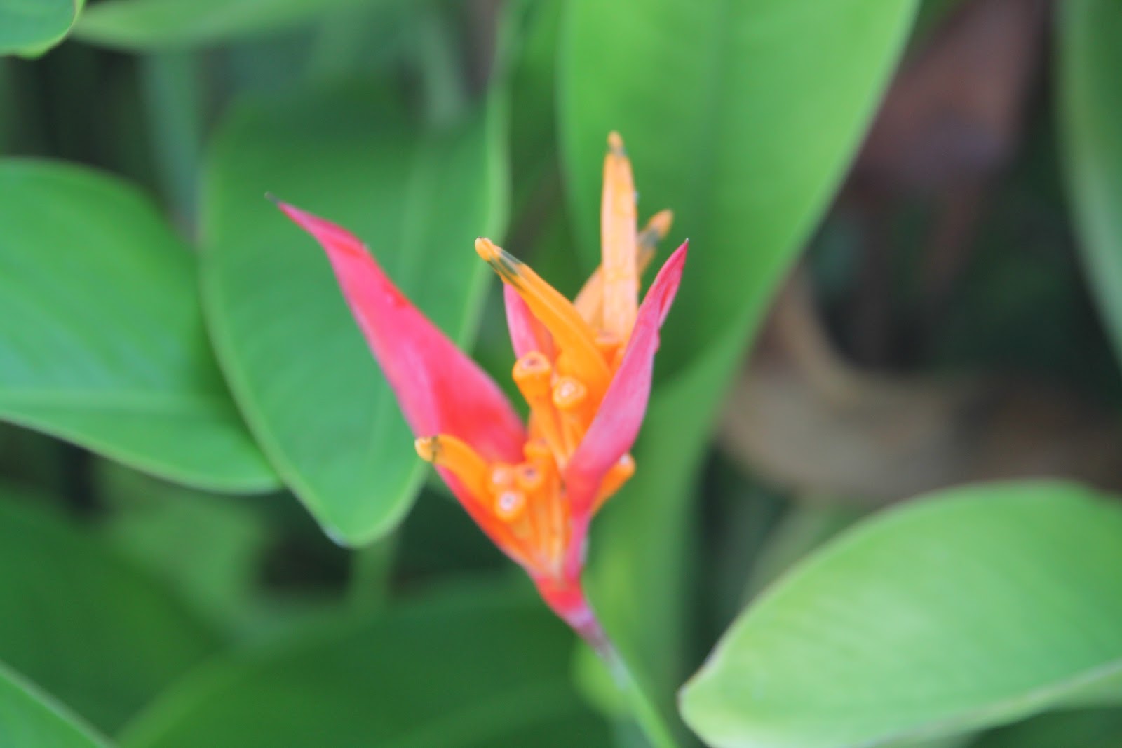 Tottie's Blooms: Bali Flowers