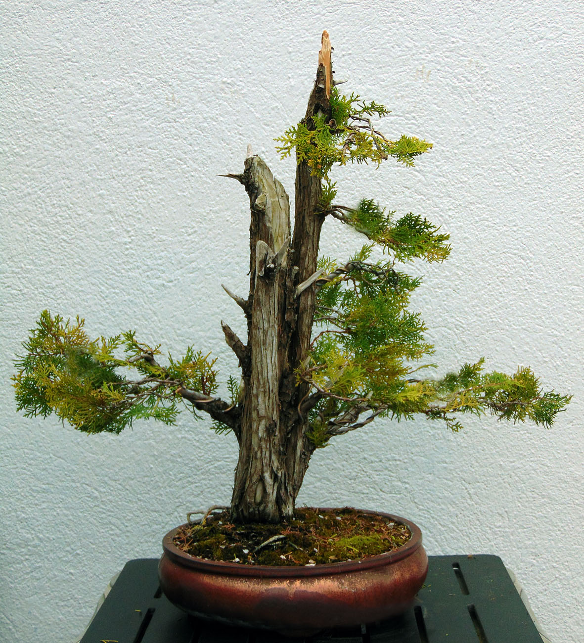 TOT BONSAI: Thuja o Tuya...