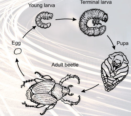 Insectos: Sistema reproductor y metamorfosis