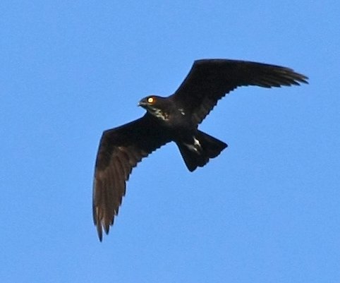 The Bat Hawk is one cool looking Hawk! : r/PicsOfUnusualBirds
