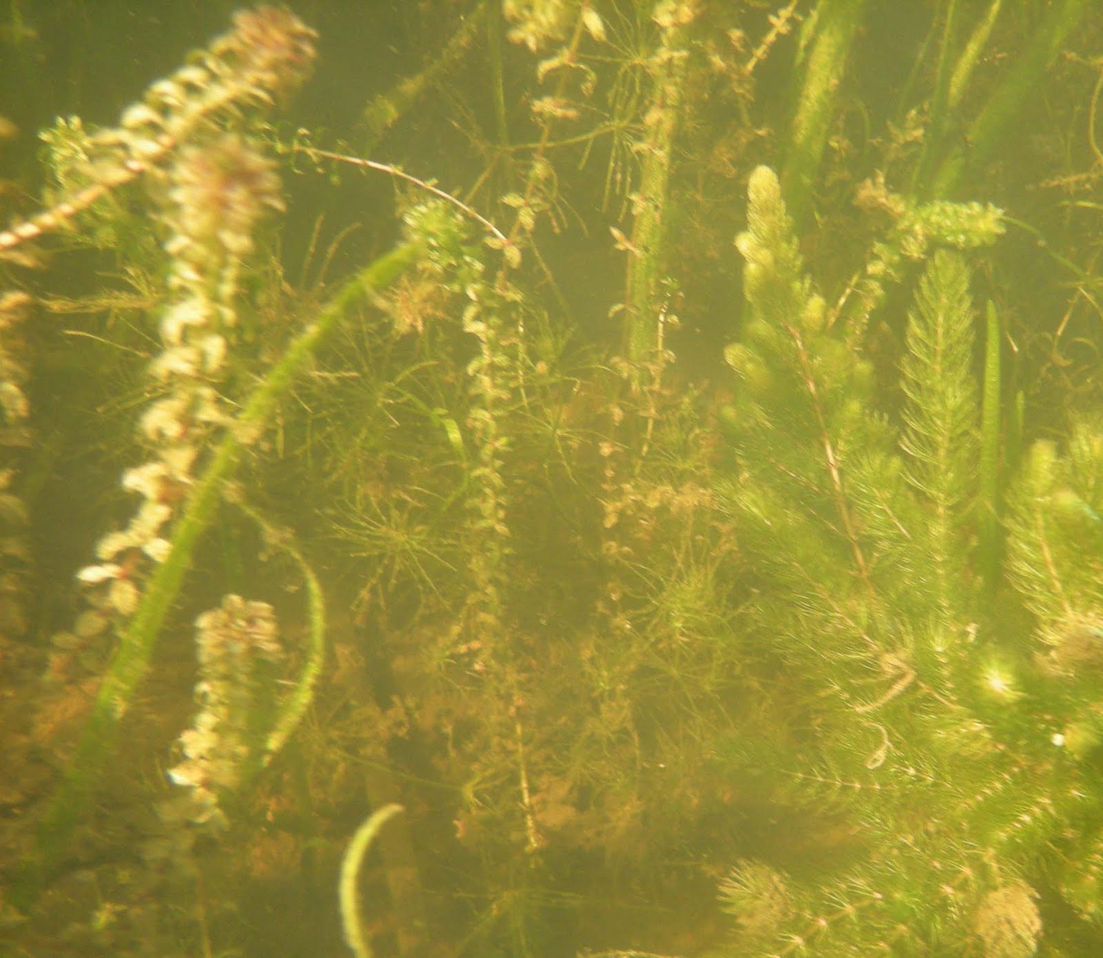 Winnebago Conservation Photography: What is the difference: emergent ...