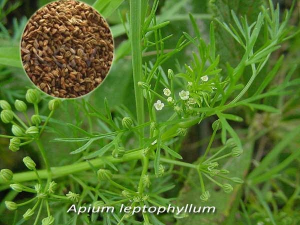 Medicinal Plants: Apium leptophyllum, Ajmoda, Vamu, Omam