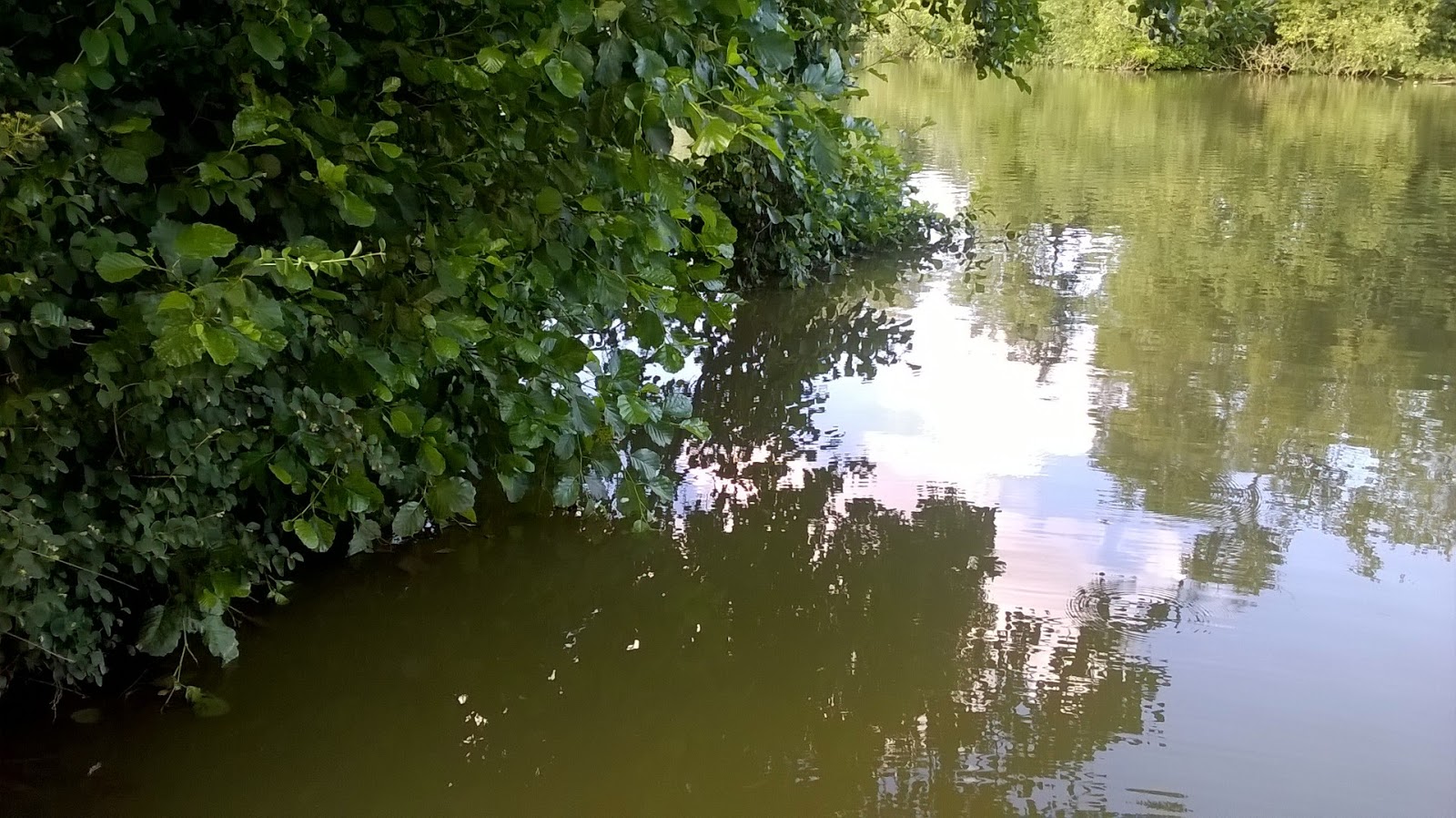 Fishing-Ken's Angling Log: 22/07/16 - Rood Ashton