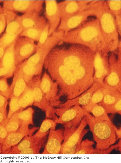 De Histology: Phase-Contrast Microscopy & Differential Interference ...