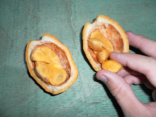 marriage & millet: Fruit Taxonomy