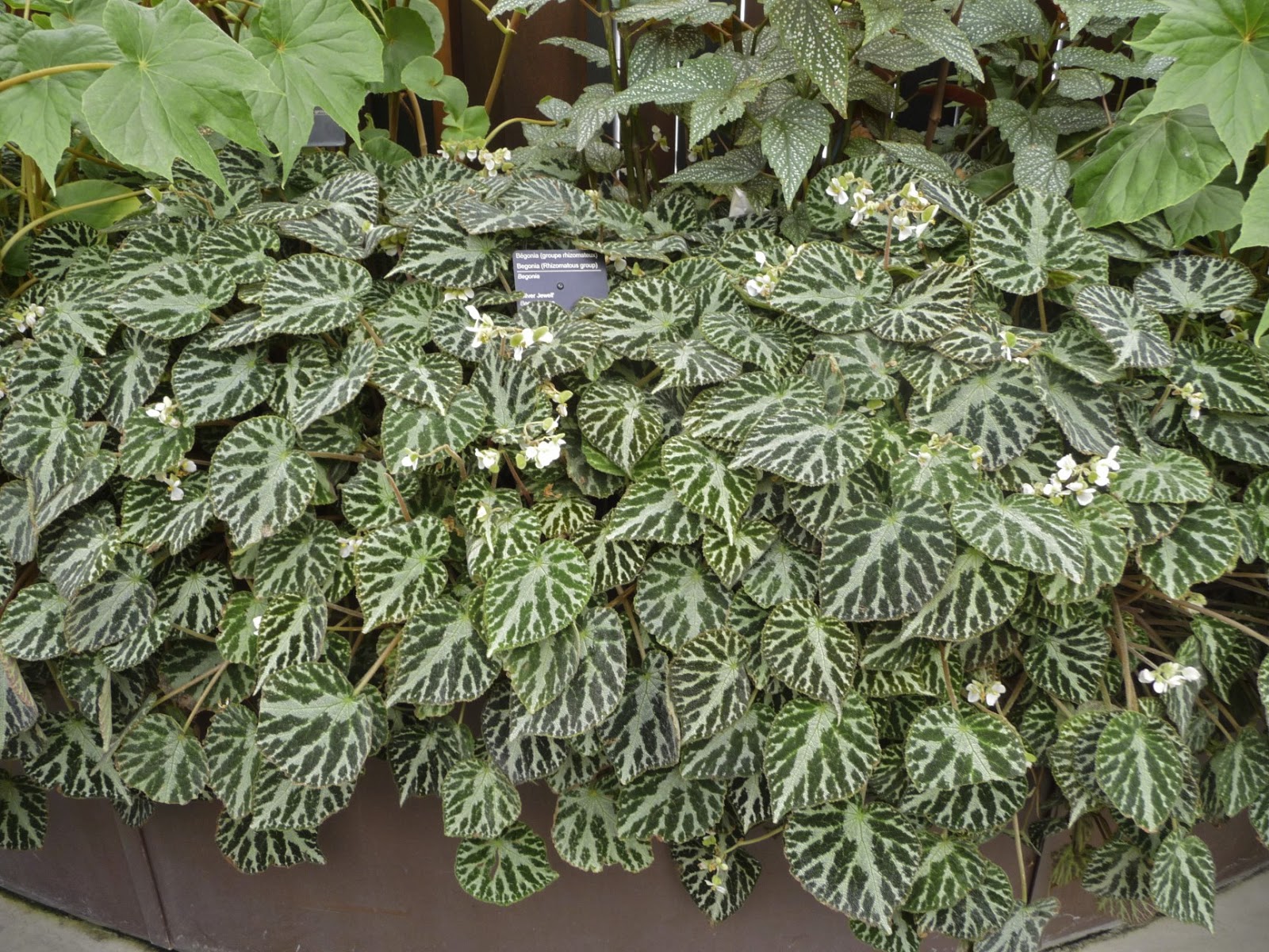 Всё о бегониях и не только...: Begonia 'Silver Jewell'