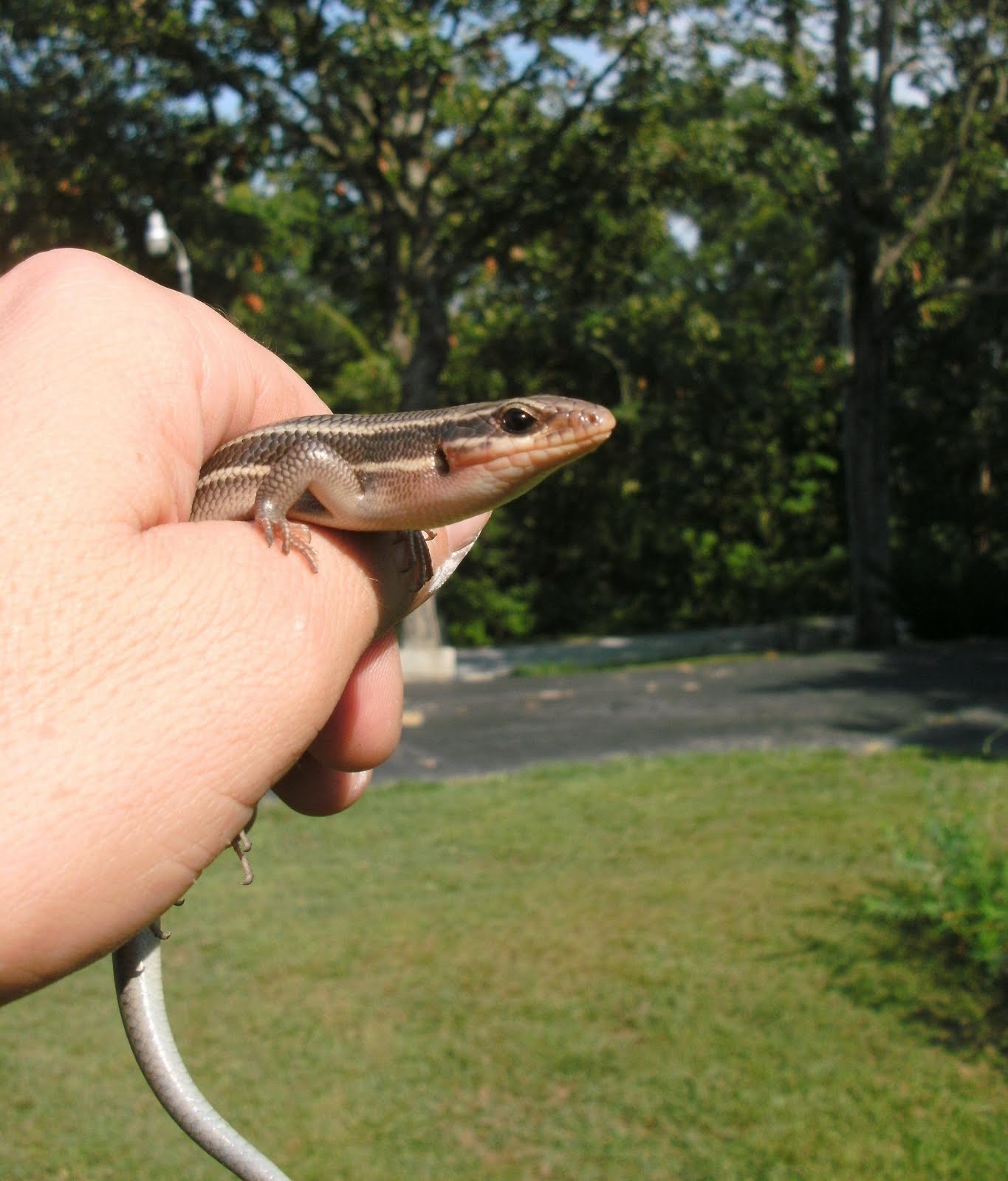 Matthew Fels: Striped Missouri Skink Lizard