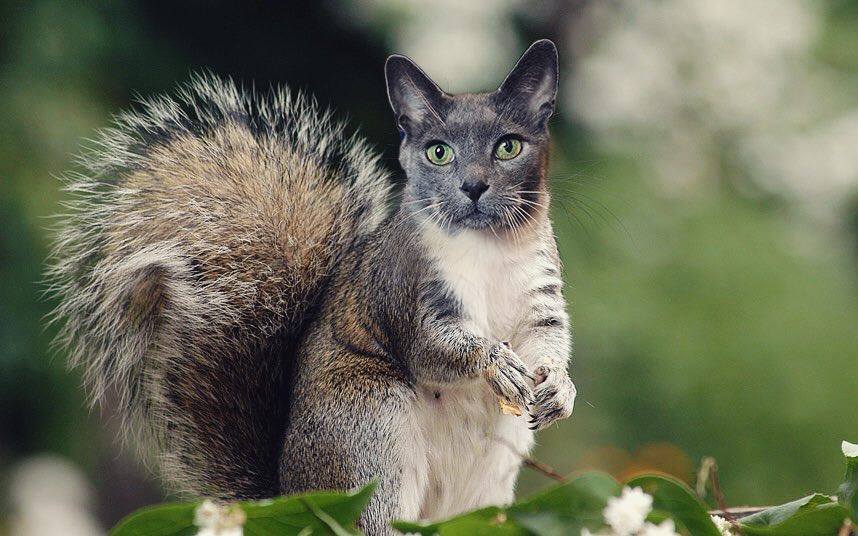 10 Gambar Photoshop Cute Apabila Muka Kucing Dicantumkan Dengan Badan ...