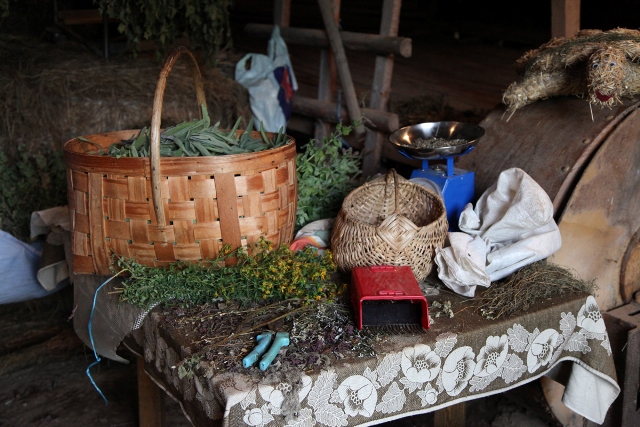 AUGU DZIEDINOŠAIS SPĒKS : Ievakto augu sagatavošana