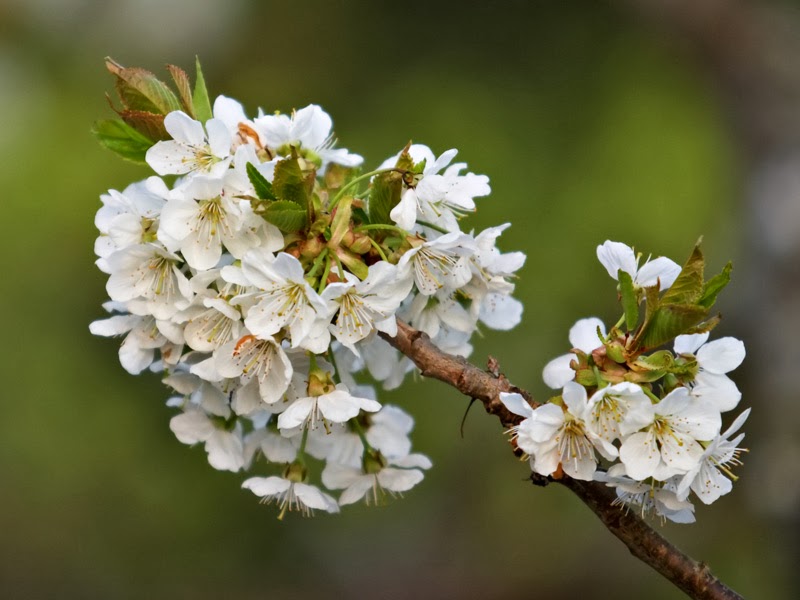 Trees Planet: Prunus avium - Wild Cherry - Gean