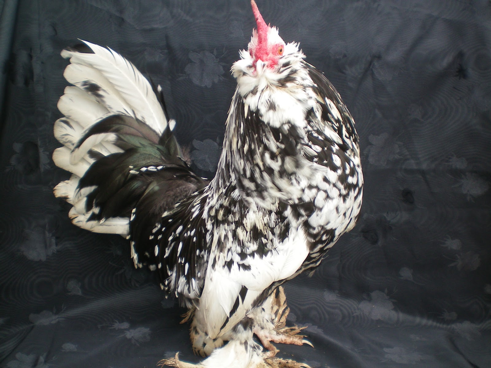 Just Chickens...: Black Mottleds a challeging color