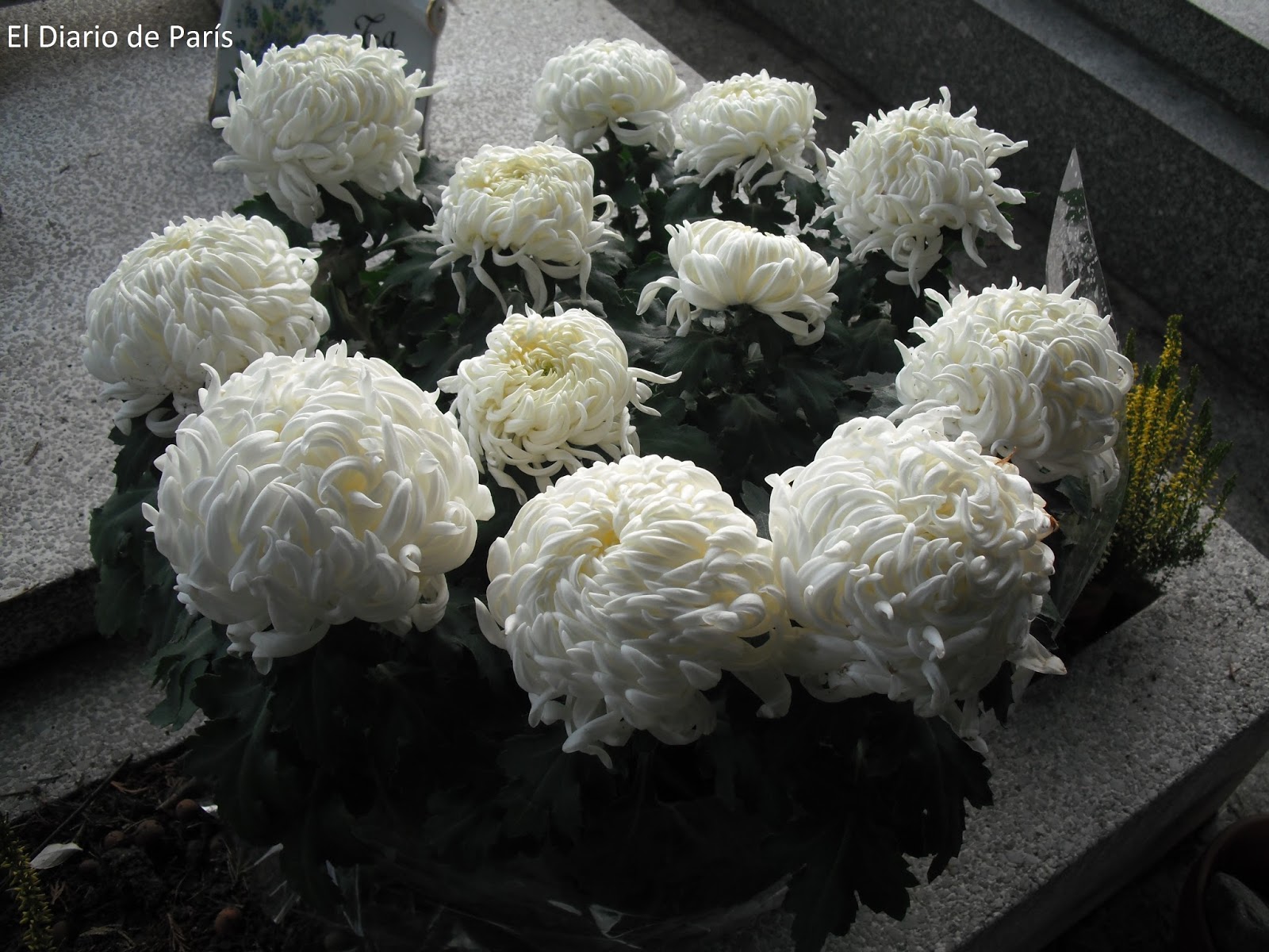 El Diario de París: Crisantemos amarillos
