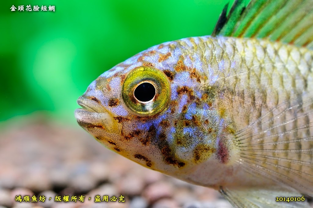 鴻順魚坊: Apistogramma sp. "Steel blue" 金頭花臉短鯛/花面金頭短鯛