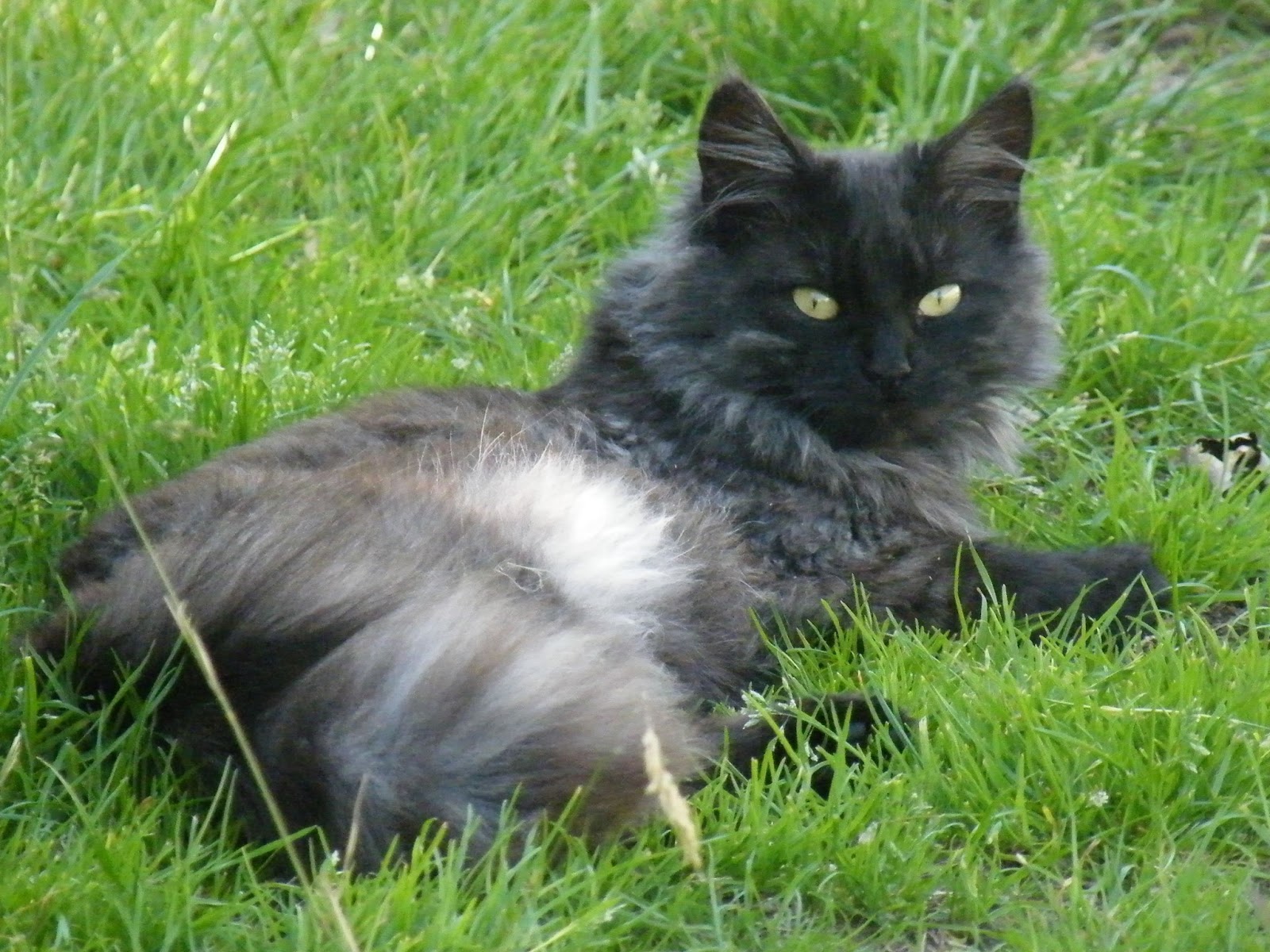 Tali's Tails: Black Smoke Cat ... again