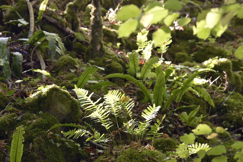 balade botanique: Polypodes