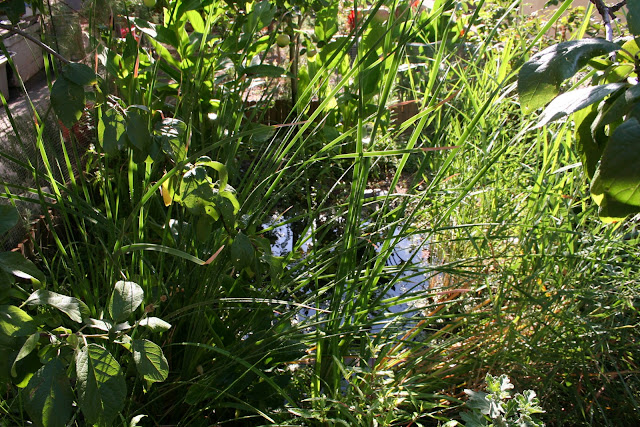 Clemmys guttata: la tortuga moteada: El estanque de las tortugas