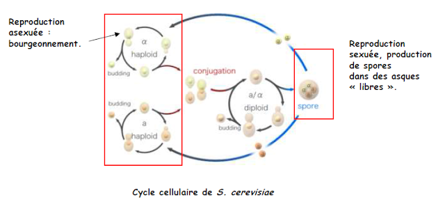 Espace Techniciens de Laboratoire: Les levures