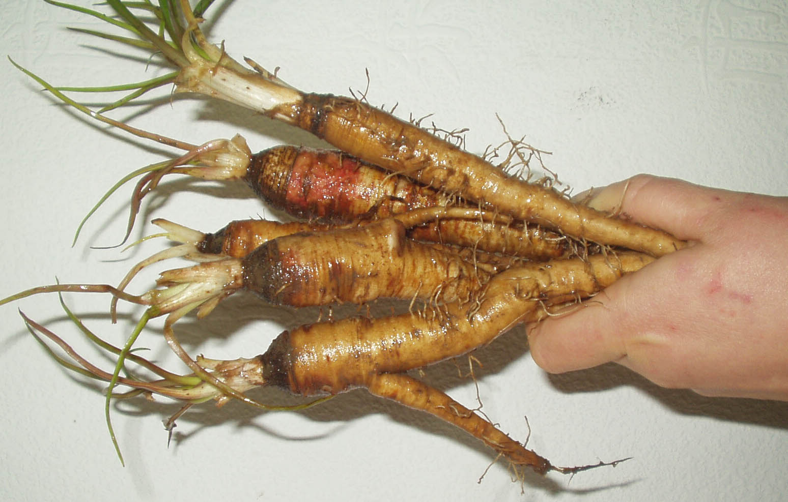 littleblackfox: Salsify