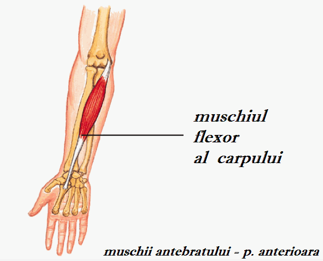 Angel Blue: februarie 2014