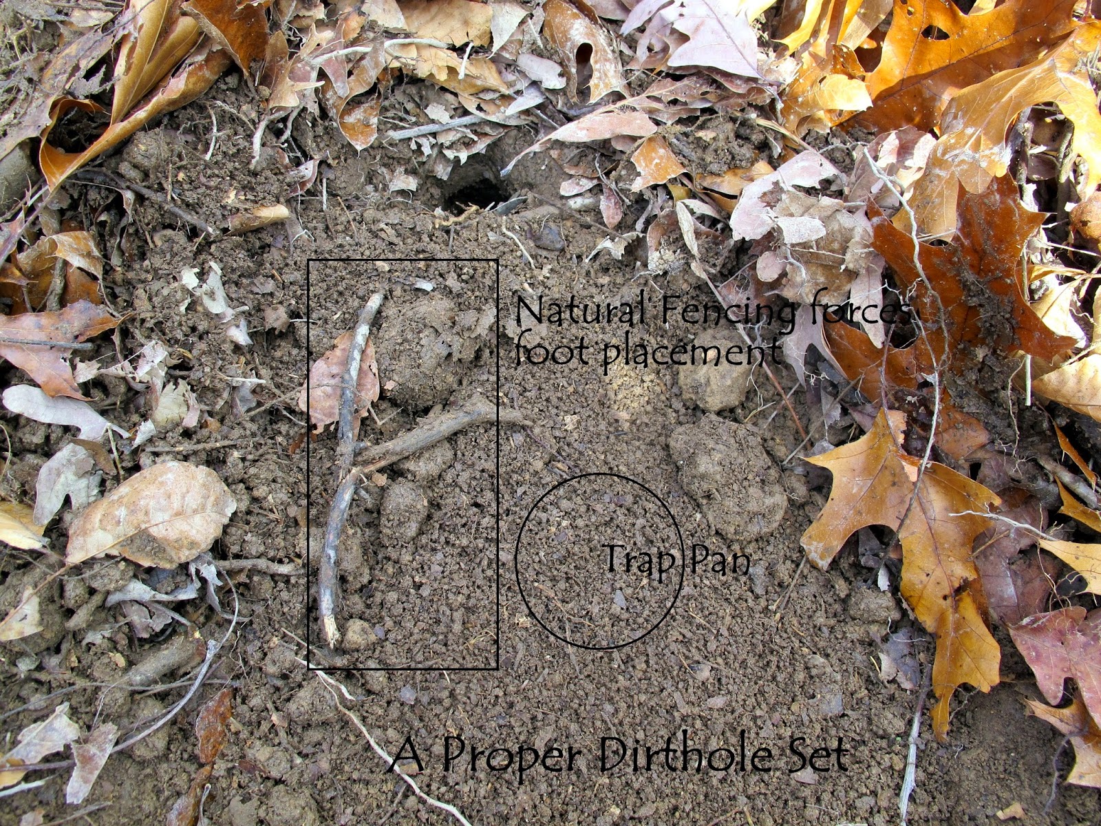 Woodland Wisdom: Basics of Upland Trapping-