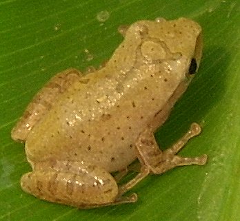 Kehidupan Naturalku: VERTEBRATA- Amphibia