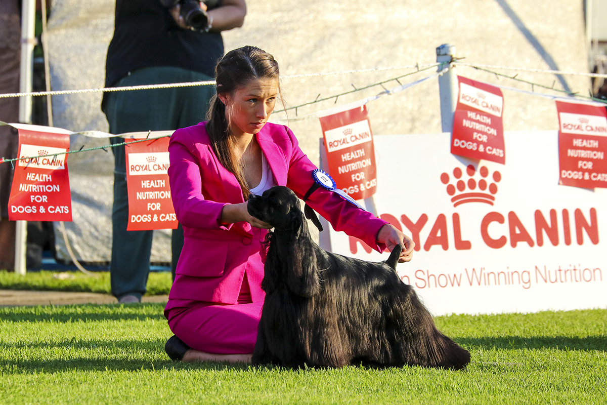 Dogs NSW Dog of the Year - March 17 | Australian Dog Lover