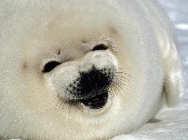 Descubre TU MUNDO: Descubre la belleza de la Foca Arpa (Harp Seal)