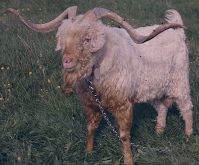 Woolshed 1: New Zealand farming. Goats – Glossary of terms.