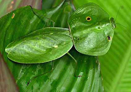 Universo Animal: Increíbles insectos que parecen plantas