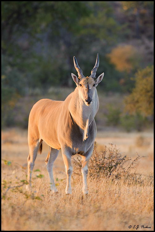 Animals pictures: Common Eland 1