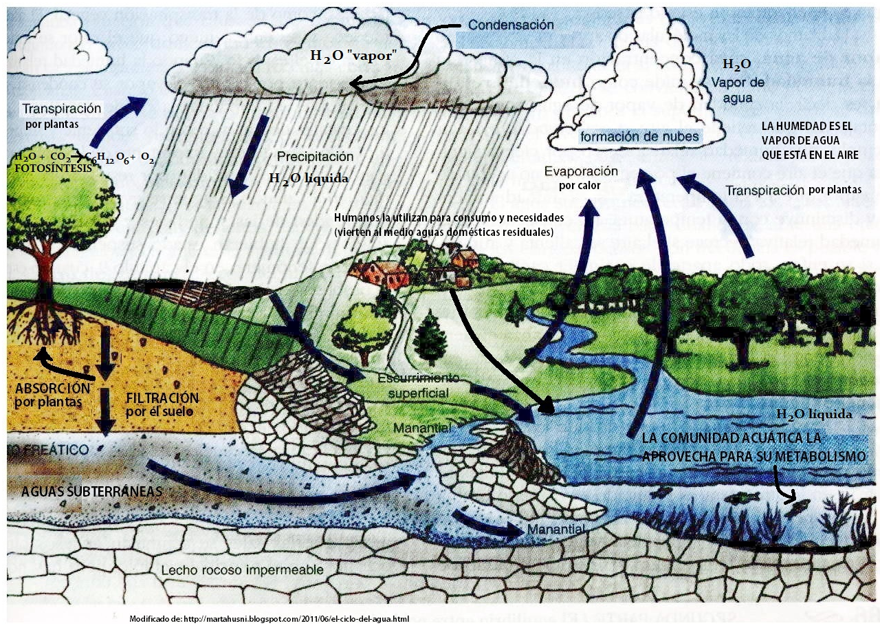 BogotÁgua Reconociendo nuestros humedales: Actividad 6. LOS CICLOS ...