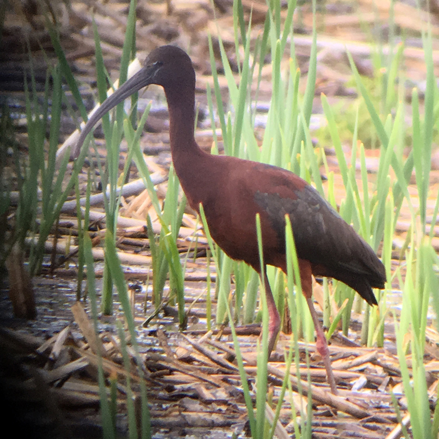 Portland Birder: Glossy Ibis